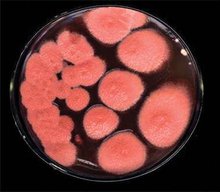 红曲霉菌_360百科